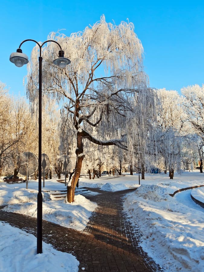 Park in winter stock photo. Image of trees, avenue, season - 16527118