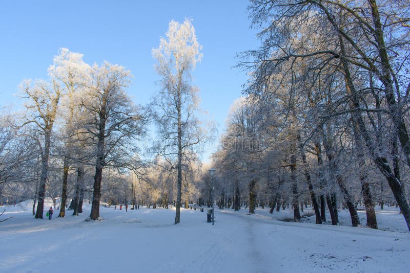 Park in Winter with Pathways and Snow Covered Trees, People in ...