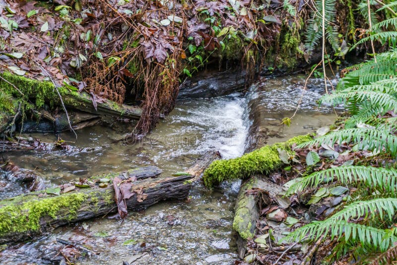 Park Winter Stream 10 stock photo. Image of park, stream - 263919842