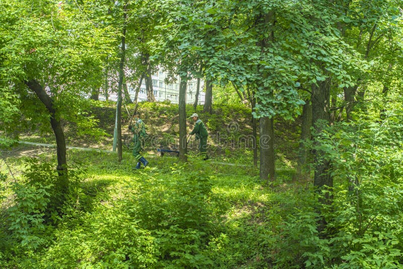 Park Workers in Their Uniforms Remove Fallen Branches Editorial Stock ...