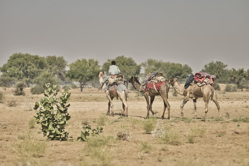 Parkash, the Camel Keeper from the Thar Desert Great Indian Desert in ...