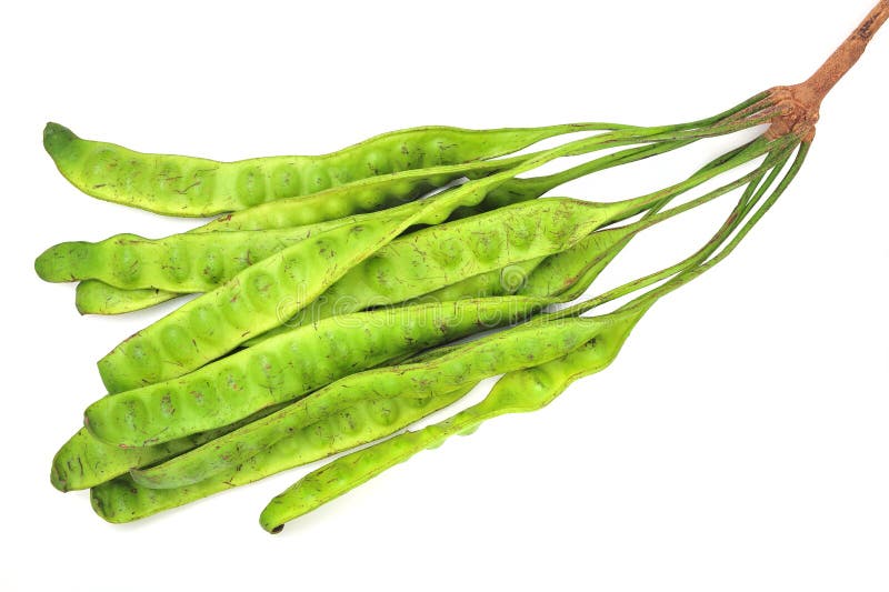 Parkia speciosa stock photo. Image of parkia, sato, bitter - 25315390