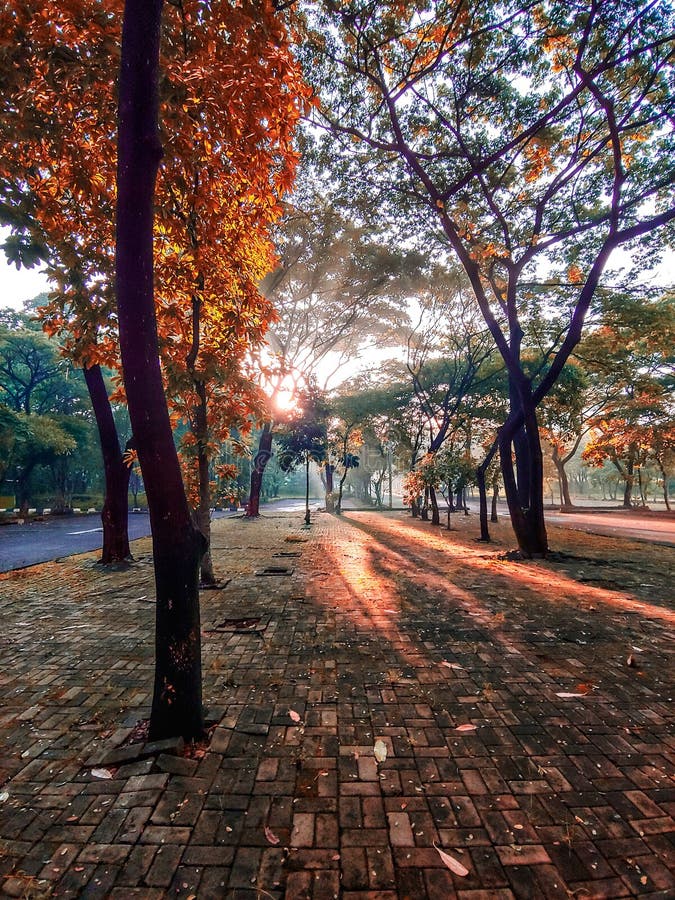 Parking Area Morning Tree Sunrise Stock Photo - Image of sunrise ...