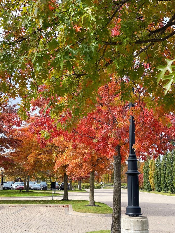 Parking Lot with Colorful Maple Trees in Fall Stock Photo - Image of ...