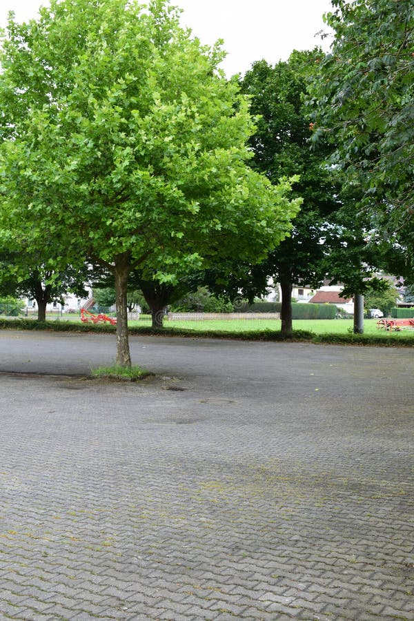 Empty Parking Lot between Trees Stock Photo - Image of aprk, suburb ...