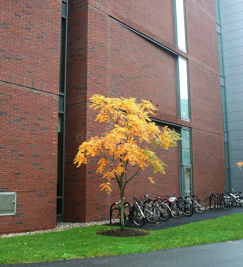 Parking near the tree stock image. Image of cycles, tree - 22937121