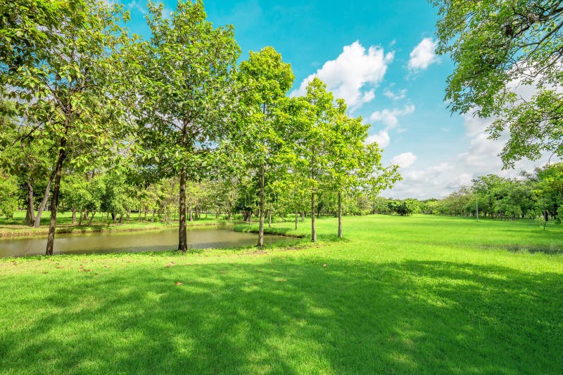 Parks and Green Trees in Spring. Stock Photo - Image of forest ...