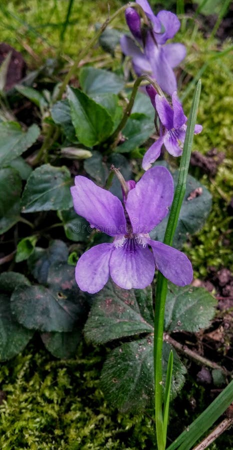 Parma violets stock photo. Image of flowers, violets - 37105982