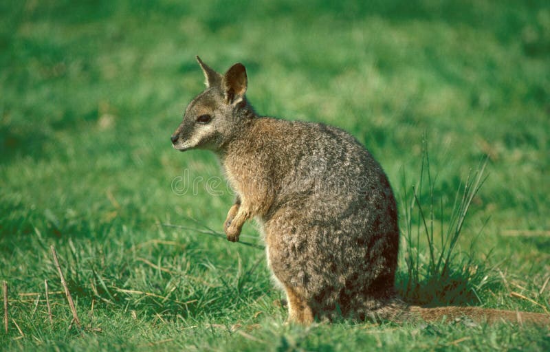 Parma Wallaby, Macropus Parma, Adult Sitting on Grass Stock Image ...