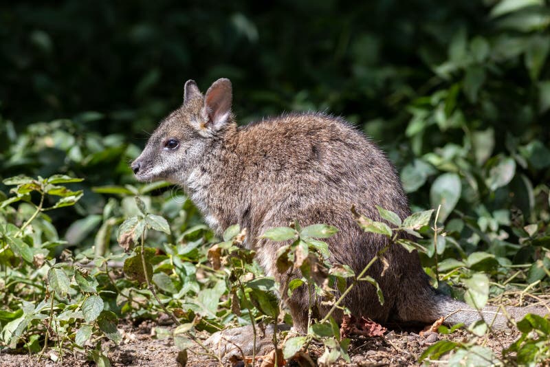 Parma Wallaby Macropus Parma Stock Photo - Image of kangaroos ...