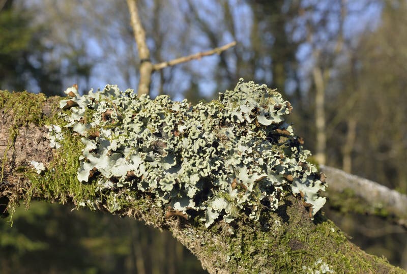 Parmelia Lichen stock photo. Image of nature, woods, green - 84841884