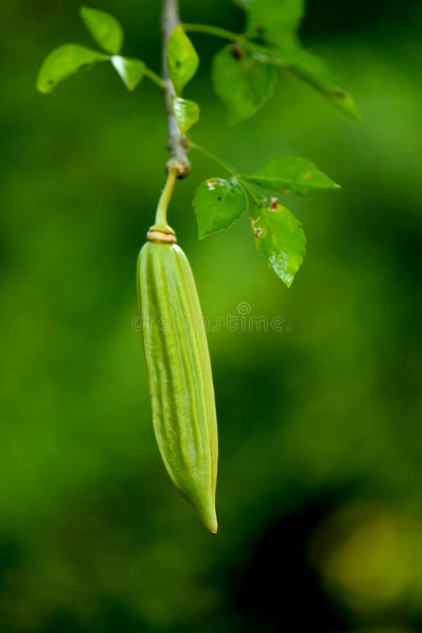 Parmentiera Edulis, Candle Tree Stock Image - Image of candletree ...