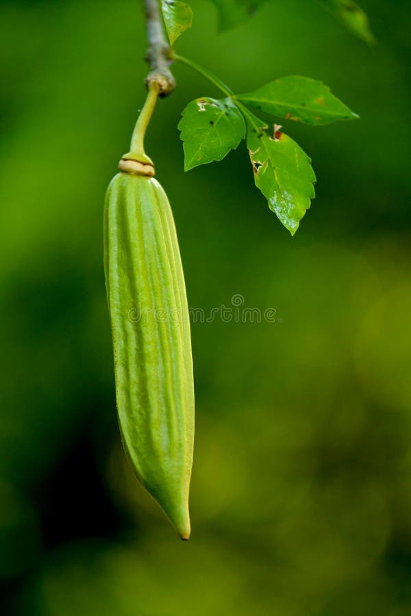 Panama Candle Tree Stock Photos - Free & Royalty-Free Stock Photos from ...