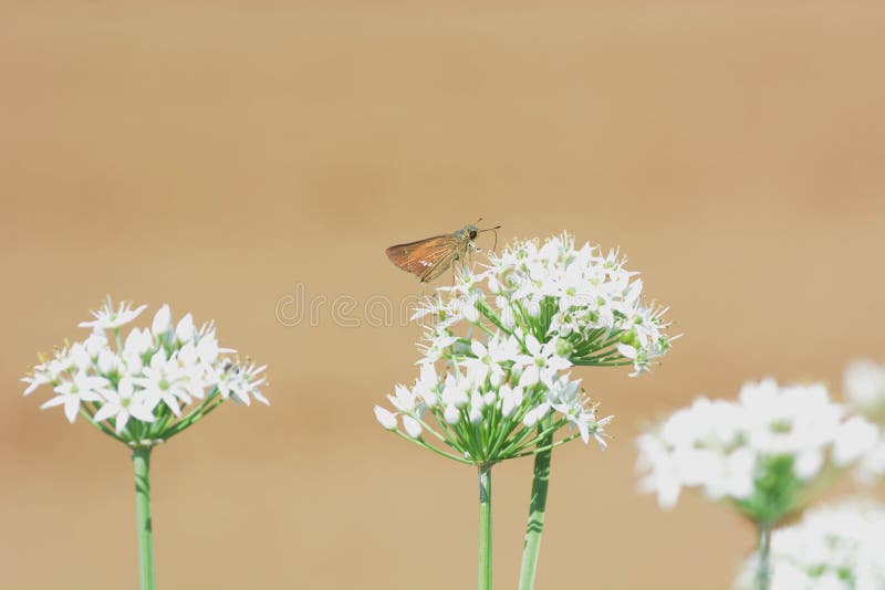 Parnara guttata stock image. Image of green, absorbs - 126757297