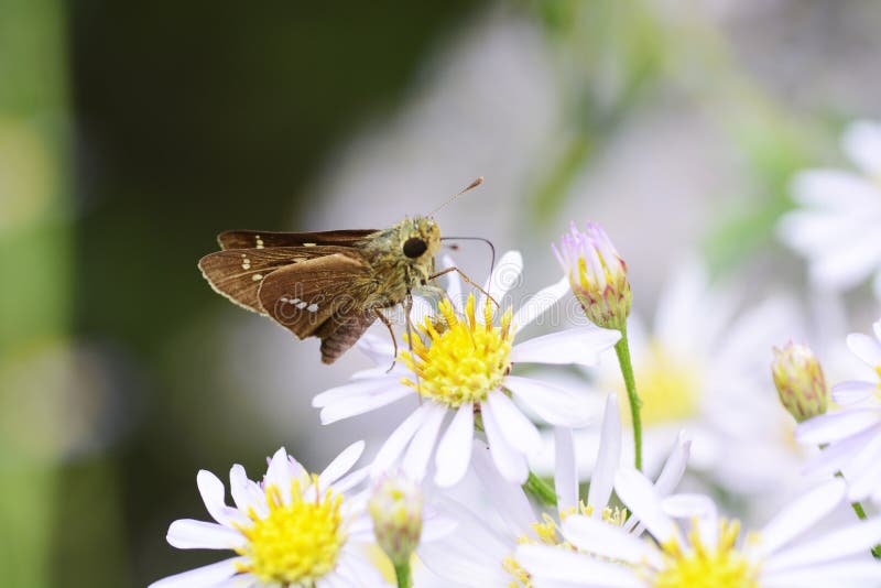 Parnara guttata stock photo. Image of leaf, insect, absorb - 126757342