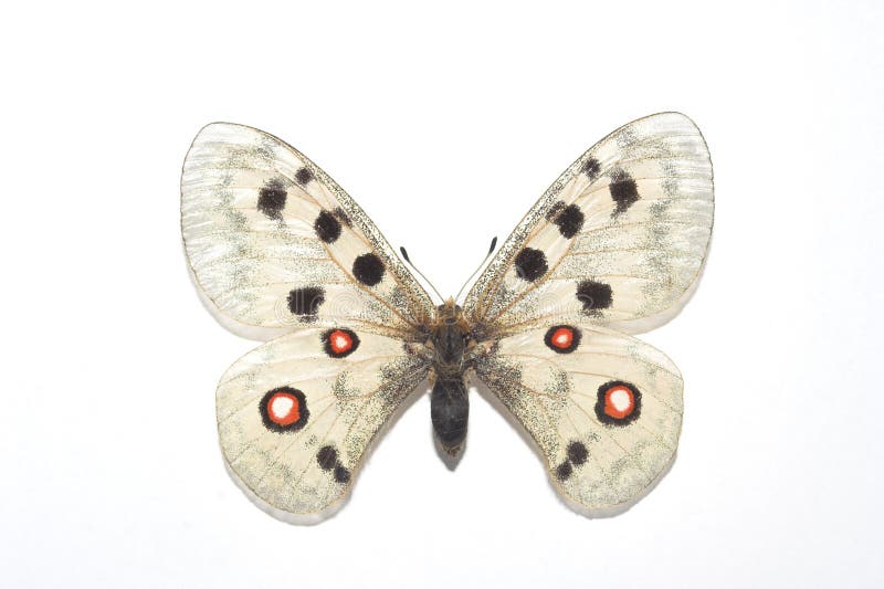 Parnassius Apollo stock image. Image of butterflies, white - 525163