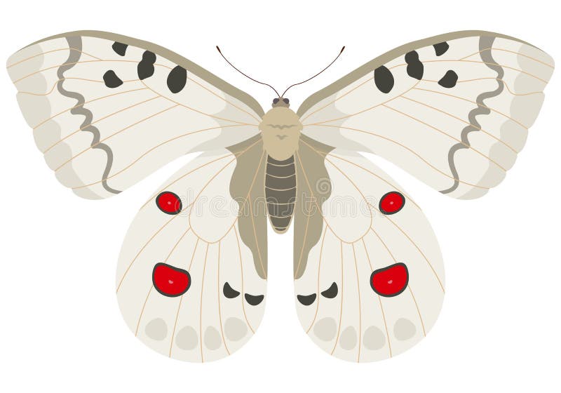 Butterfly Parnassius Apollonius. Stock Illustration - Illustration of ...