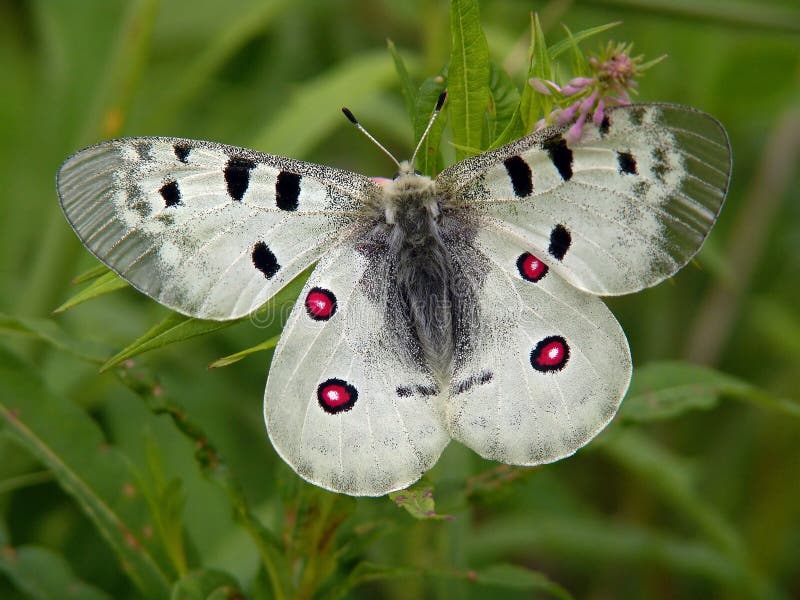 Bardzo rzadki Apollo motyl zdjęcie stock. Obraz złożonej z ratunek ...
