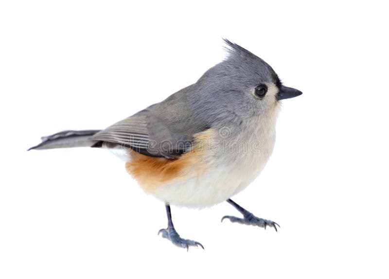 Titmouse Copetudo, Baeolophus Bicolor, Aislado Foto de archivo - Imagen ...
