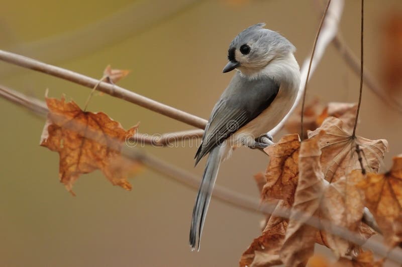Titmouse copetudo 2 imagen de archivo. Imagen de perca - 11683683
