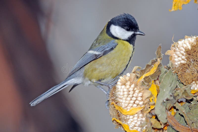 Foto del girasol foto de archivo. Imagen de campo, retrato - 15275190