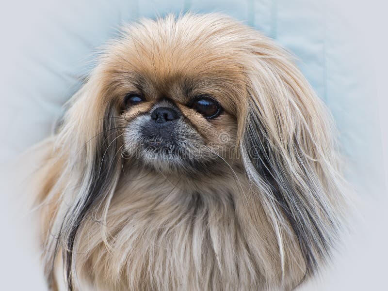 Paroda the Pekingese. stock image. Image of decorative - 54491201