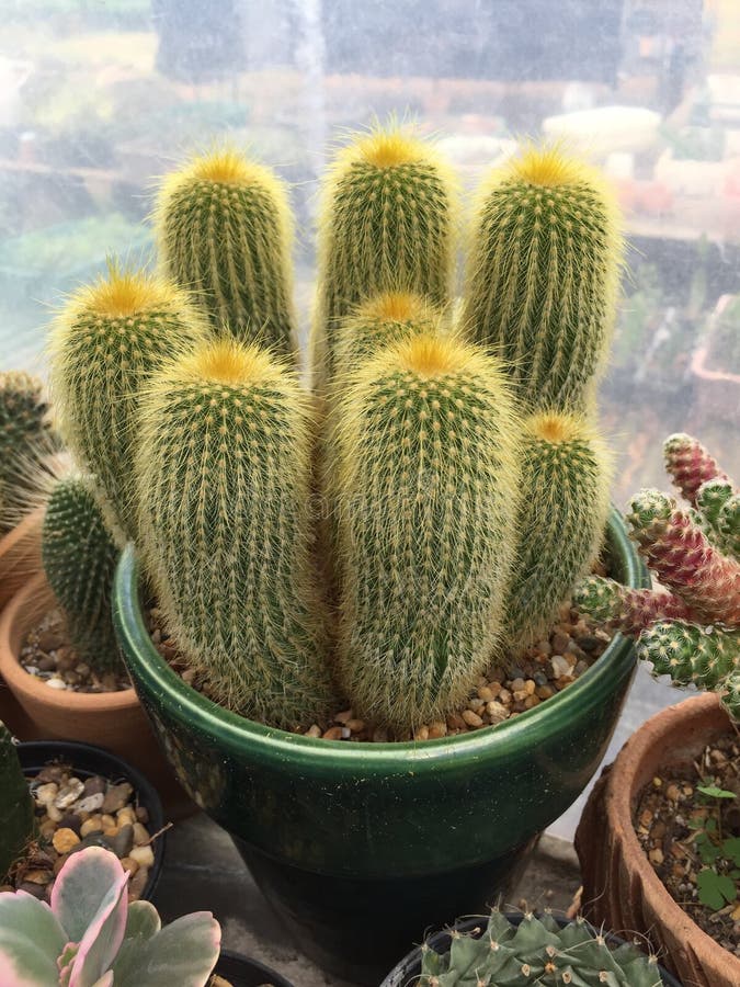 Parodia Leninghausii, Lemon Ball Cactus, Golden Ball Cactus, Yellow ...