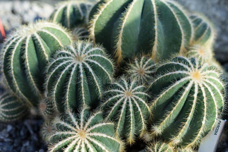 Parodia Scopa Cactus Succulent Plant Many Buds Stock Image - Image of ...
