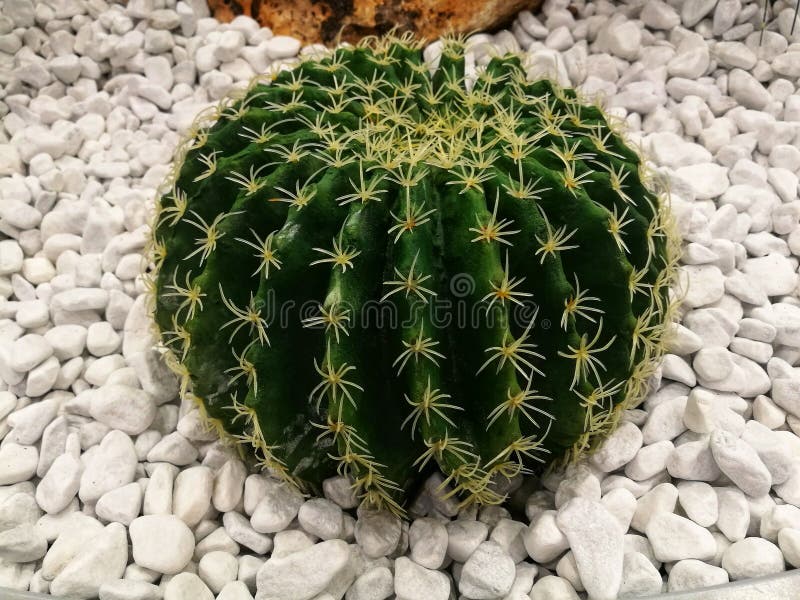 Parody fat plant stock photo. Image of round, cactus - 120455868