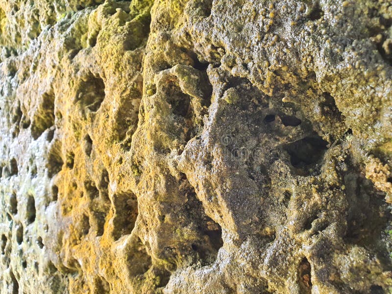 Paroi poreuse photo stock. Image du mousse, environnement - 260910892