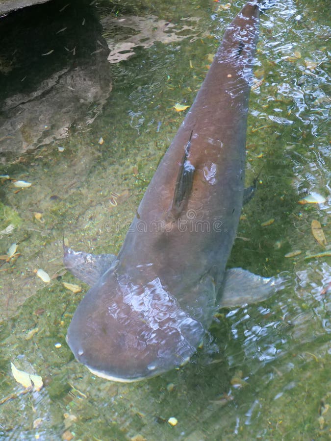 A Paroon Shark Catfish Swimming in Clear Water Stock Image - Image of ...