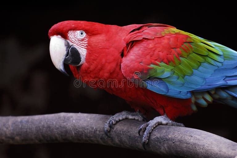 416 Parot Stock Photos - Free & Royalty-Free Stock Photos from Dreamstime