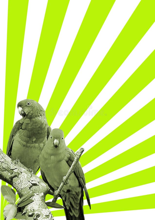 Parot stock photo. Image of domestic, beak, exotic, parakeet - 8065778