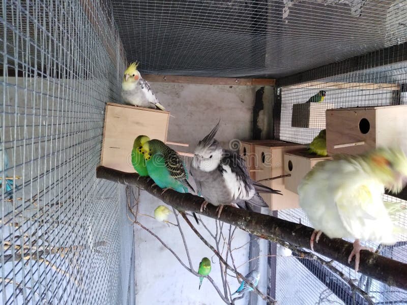 Parot stock image. Image of parot, bird, color, wildlife - 159500929