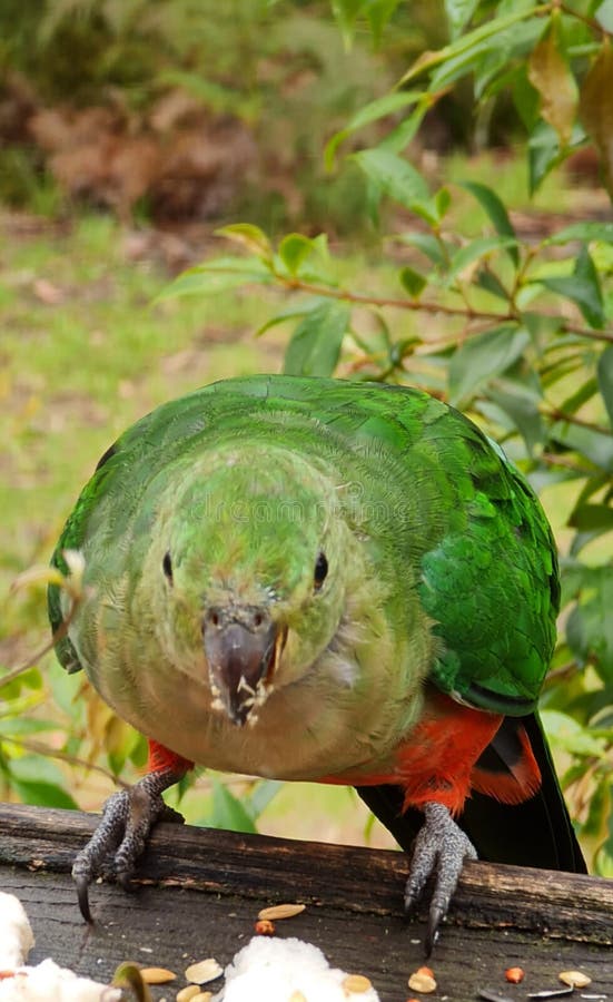 Parot birds Australia stock photo. Image of australia - 248993516