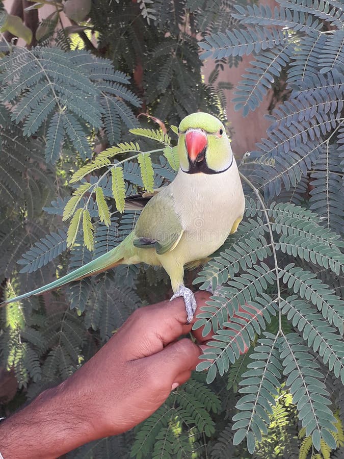Green Parot stock photo. Image of parot, eating, feeding - 2194912
