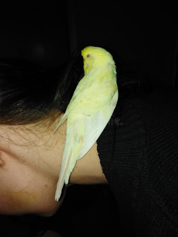 Parot stock photo. Image of bird, color, happy, parot - 159501066