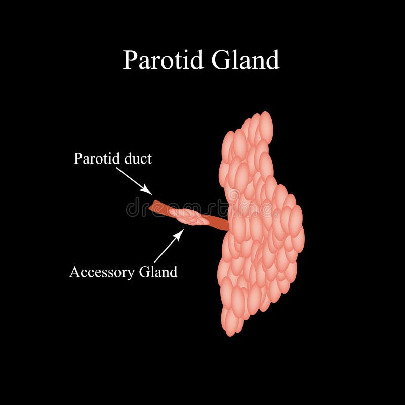 Parotid Salivary Gland. the Structure of the Parotid Salivary Gland ...
