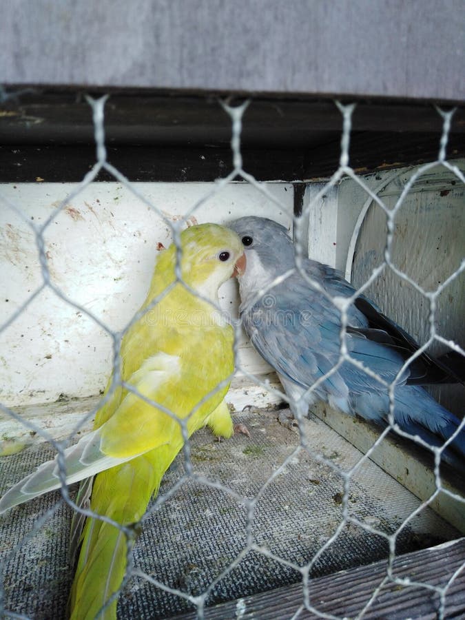 Parots Stock Photos - Free & Royalty-Free Stock Photos from Dreamstime