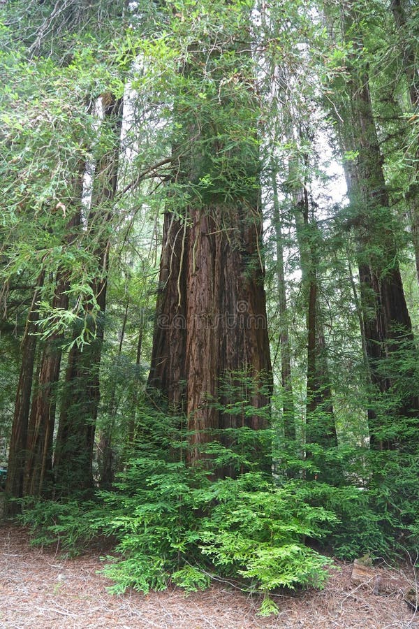 Parque De Estado Del árbol De La Secoya Imagen de archivo - Imagen de ...