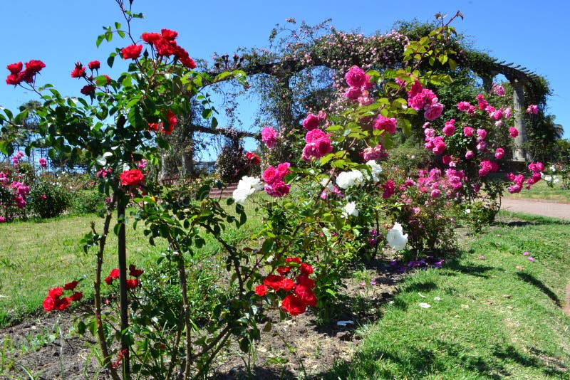 Parque de las Rosas imagen de archivo. Imagen de cubo - 80175147