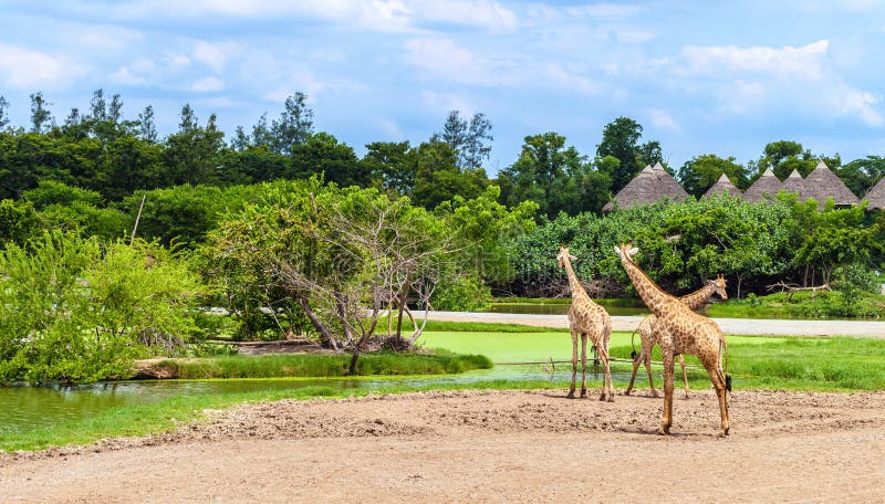 Parque de Safari World foto de archivo. Imagen de cielo - 74108236