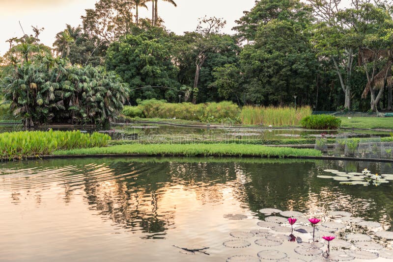 Parque Del Este at the Afternoon. Caracas Stock Photo - Image of flower ...