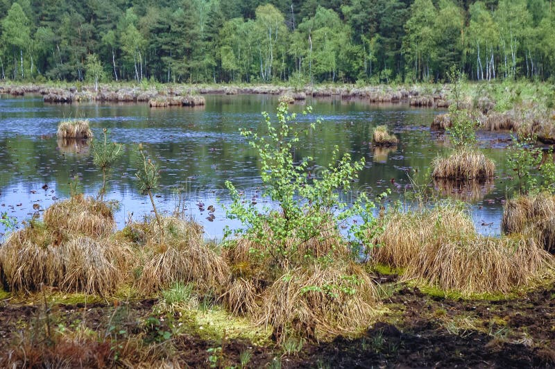 Parque Del Paisaje Del Insecto Imagen de archivo - Imagen de bosque ...