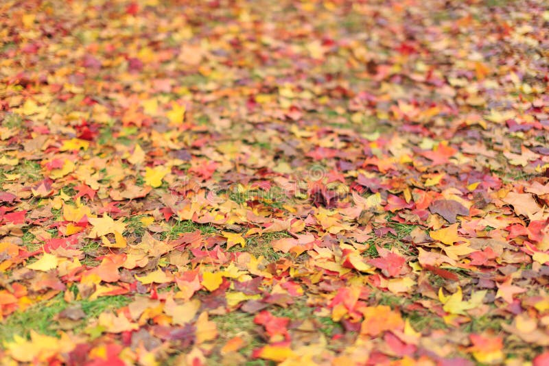 Parque Ditan Do Pequim, Folhas Da Terra Do Outono Imagem de Stock ...