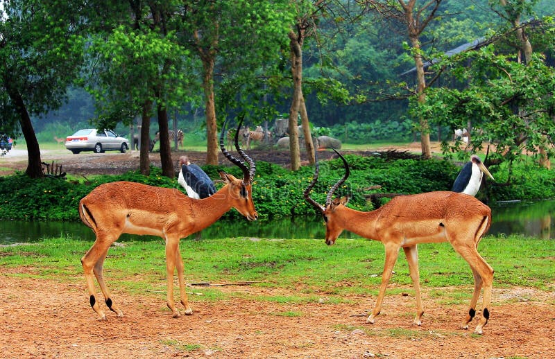 Parque Dos Animais Selvagens De Guangzhou Imagem de Stock - Imagem de ...