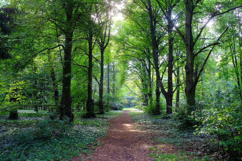 Parque en día lluvioso imagen de archivo. Imagen de apacible - 25573123