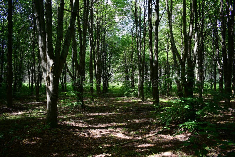 Parque Florestal Ligas De árvores Caducifónicas Grama Verde Musgo