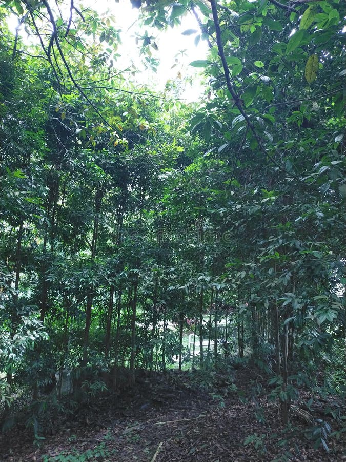 Parque Forestal Verde Tropical Imagen de archivo - Imagen de arbolado ...