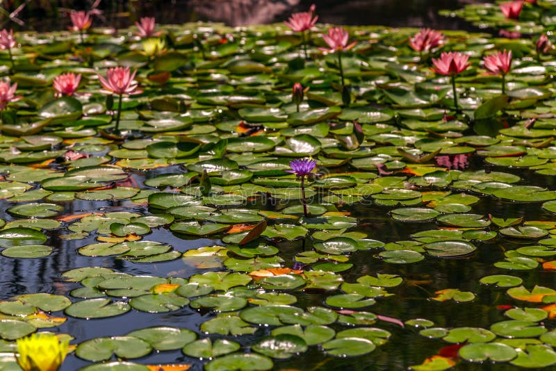 Parque Kiryat Sefer En Tel Aviv Foto de archivo - Imagen de flor ...